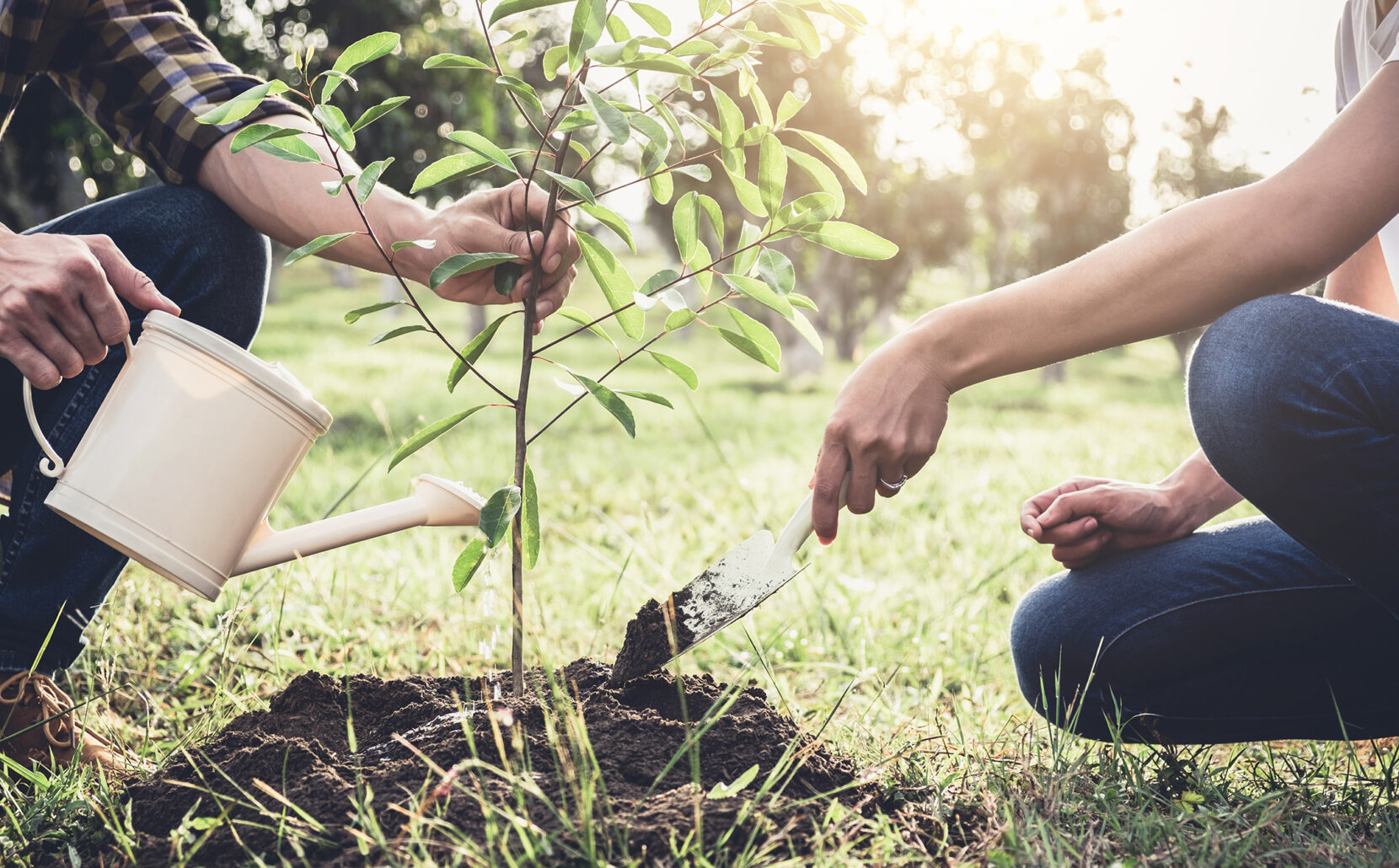 Arbor Day Foundation: Trees for Others - Sisters of Charity of the ...