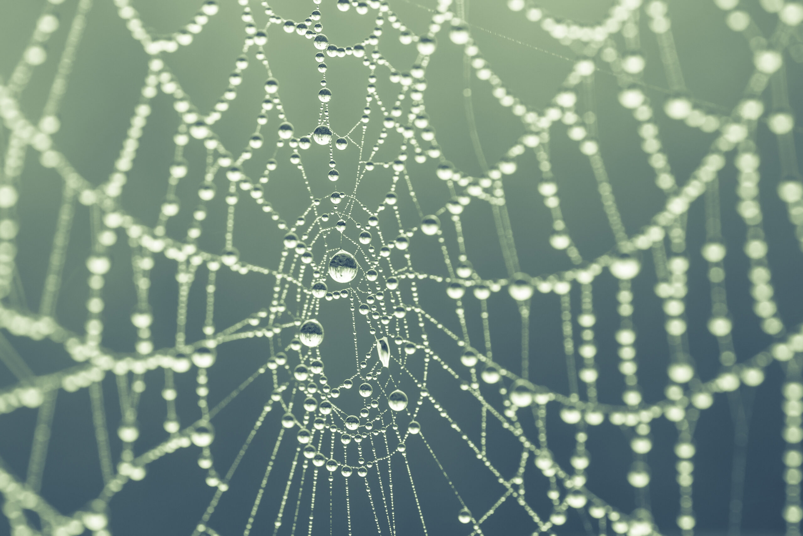 The Web of Life and Integral Ecology: A Both-And Reality - Sisters of ...